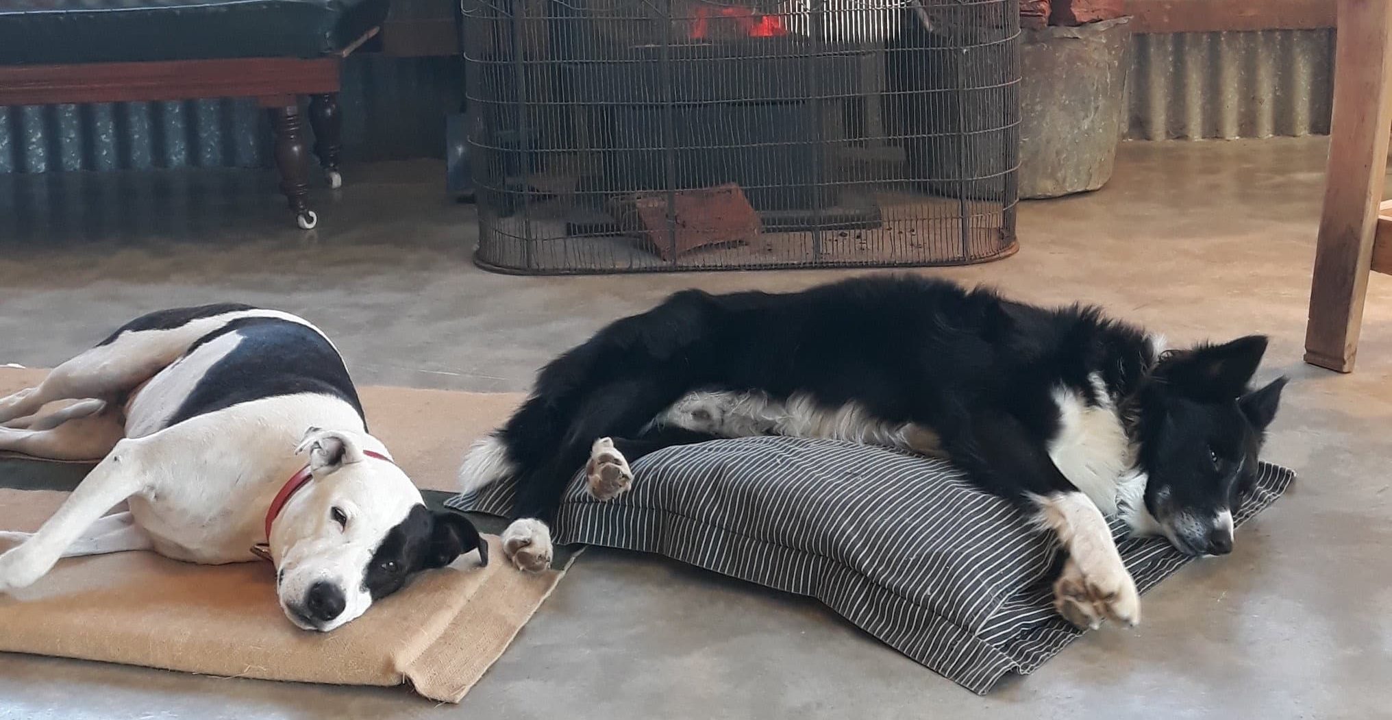 It's a dogs life - Stonewell Cottages & Vineyards